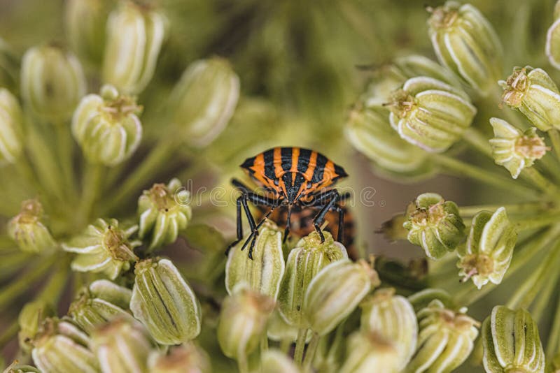 Closeup of a Striped Shield Bug on the Plant. Graphosoma Lineatum Stock ...