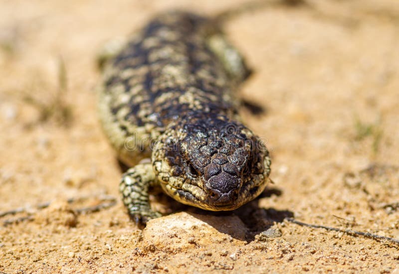 A Closeup of a Stumpy Lizard Near the Coorong in South Australia on ...