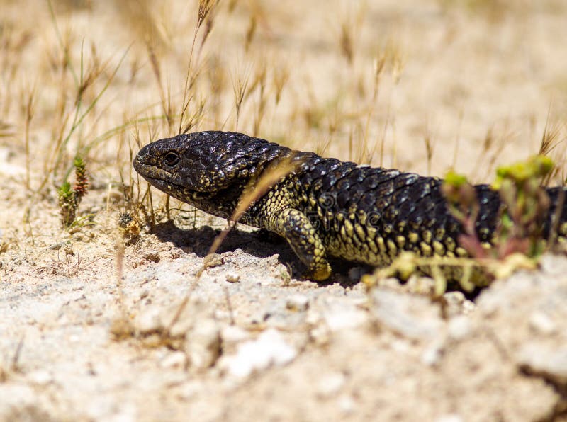 A Closeup of a Stumpy Lizard Near the Coorong in South Australia on ...