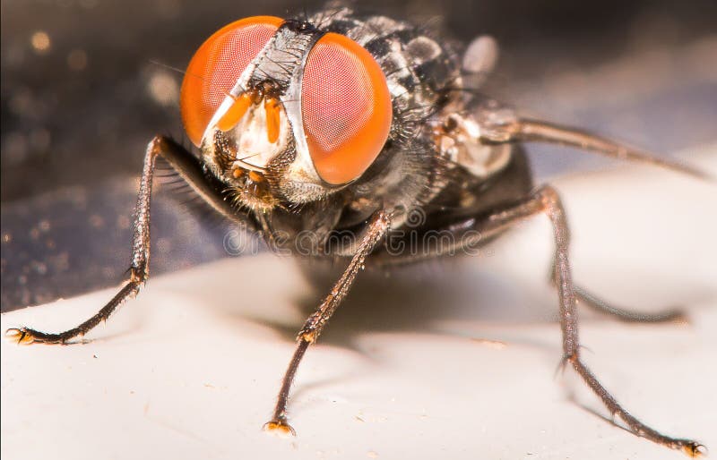 Closeup of Stunning Orange Eyes of House Fly Stock Image - Image of ...