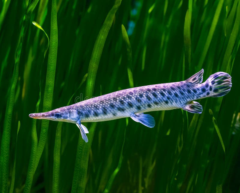 Closeup of a sturgeon fish stock photo. Image of swimming - 255513614