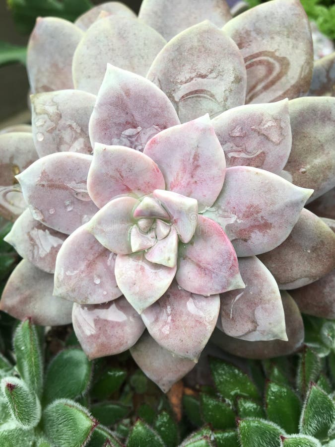 Bitanic Stock Photos - Free & Royalty-Free Stock Photos from Dreamstime