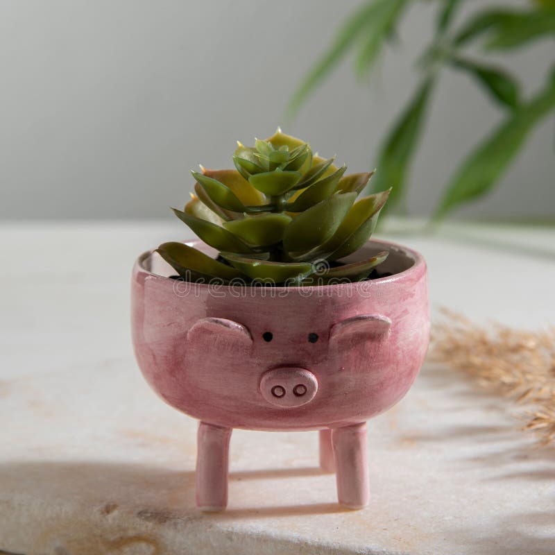Closeup of a Succulent Planted in a Tiny Pig Pot on the Table Stock ...