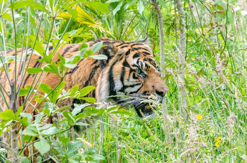 Closeup of a Sumatran Tiger in a Grassy Field Stock Photo - Image of ...