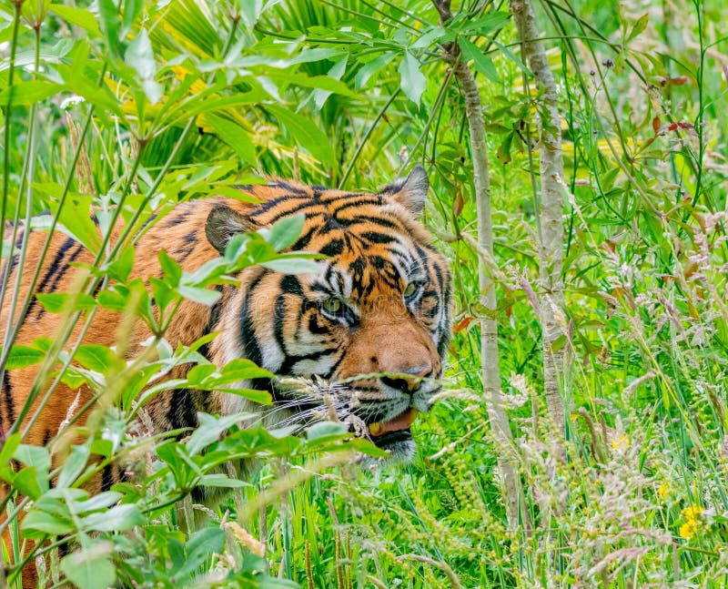 Closeup of a Sumatran Tiger in a Grassy Field Stock Photo - Image of ...