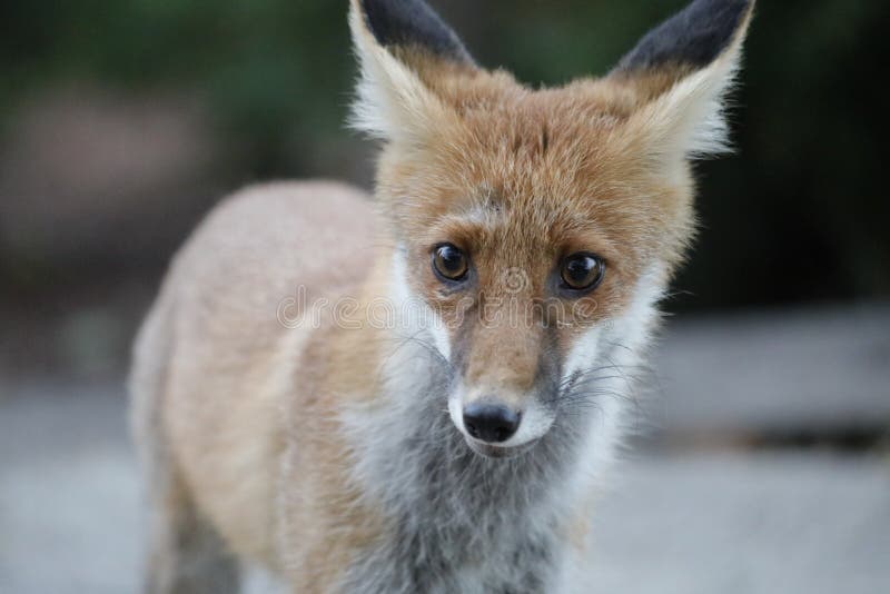 Closeup Summer Photo of Red Fox Stock Image - Image of animal, looking ...