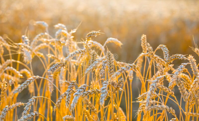 Closeup Summer Wheat Field in Sunlight Stock Photo - Image of plant ...