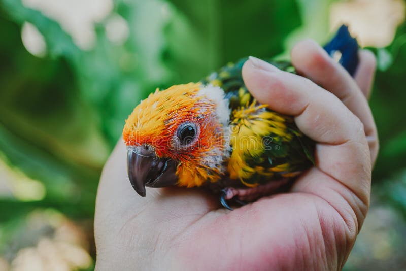 Closeup Sun Conure bird stock image. Image of feather - 137804257