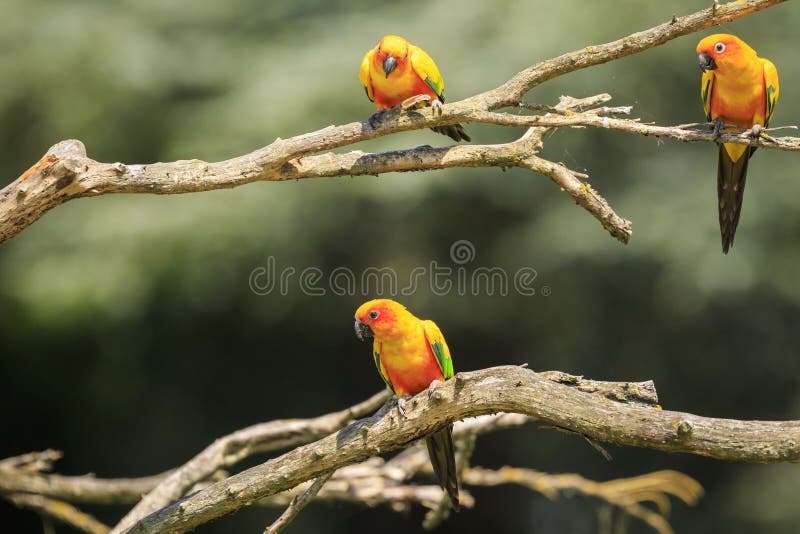 Closeup of Sun Parakeet or Sun Conure Aratinga Solstitialis, Bird ...