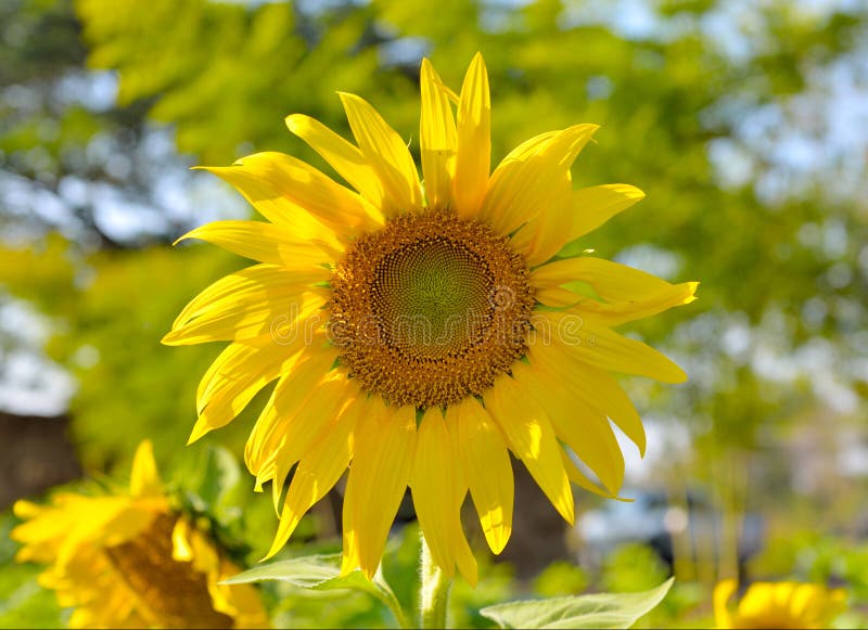 Closeup sunflower stock photo. Image of floral, seeds - 84073230