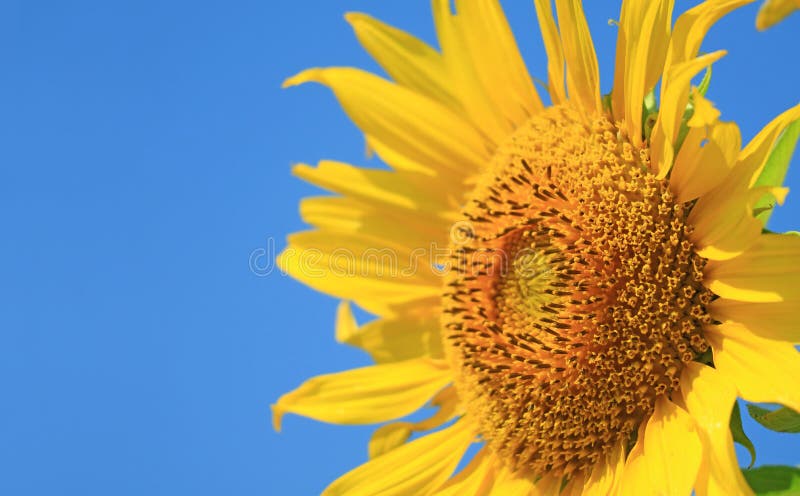 Closeup of Sunflower Disc Florets with Blurry Ray Florets in the Sunny ...