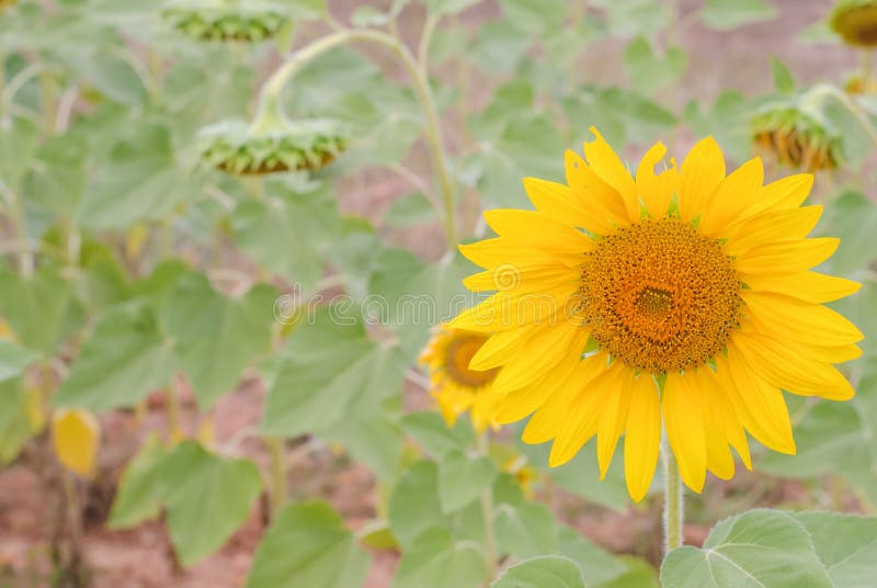 Closeup Sunflower stock photo. Image of blossom, flower - 48735160