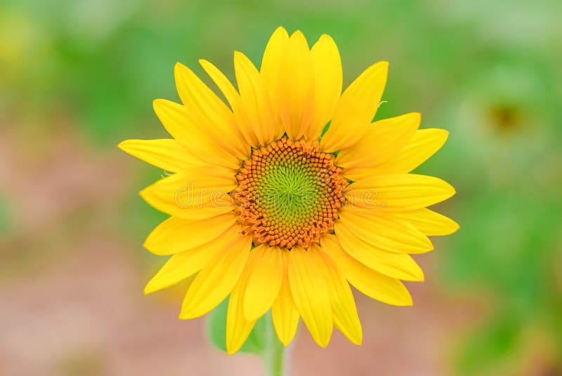 Closeup Sunflower stock photo. Image of plantation, natural - 48736882