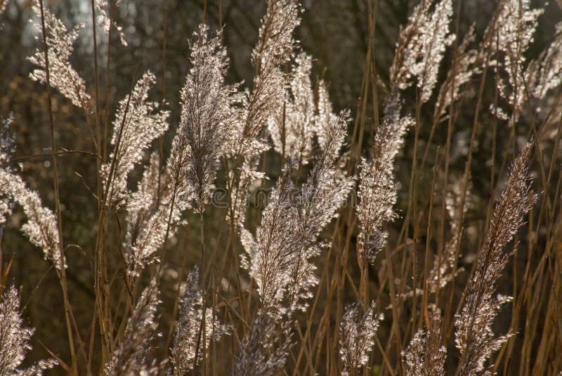 Fluffy Reeed Plumes Backlit Sun Stock Photos - Free & Royalty-Free ...
