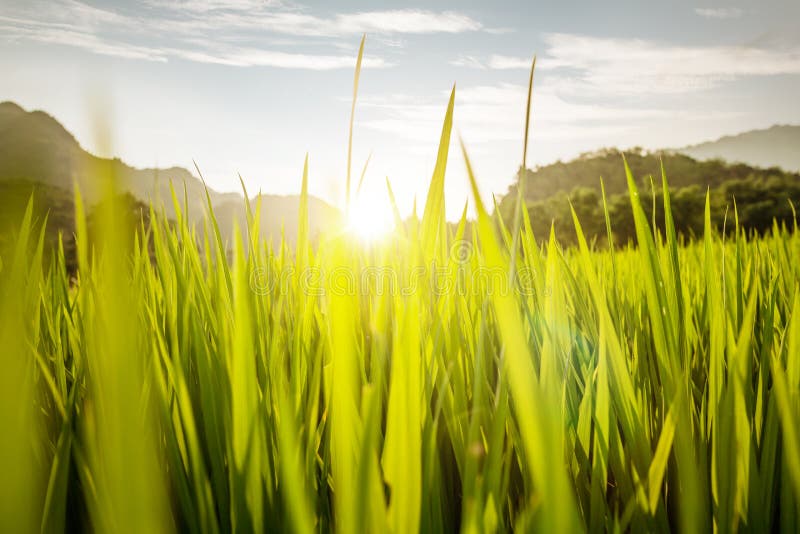 Closeup of Sunny Rice Field Stock Photo - Image of countryside ...