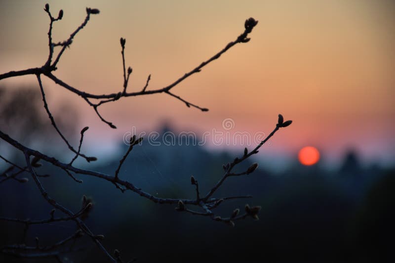 Sunset Backlight of Tree Branches Stock Photo - Image of view, summer ...