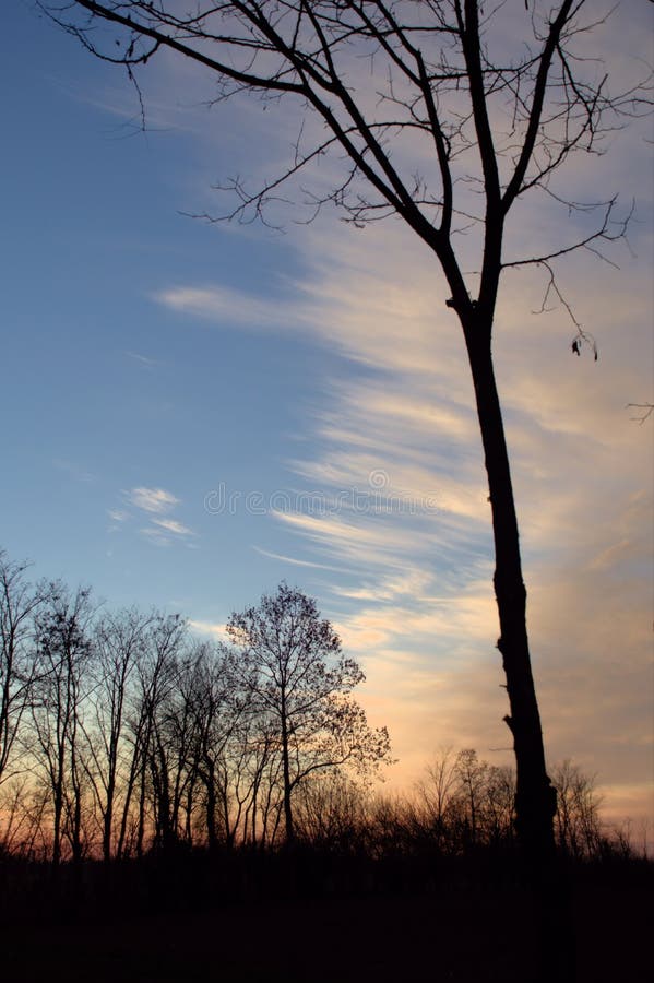 Sunset Backlight of Trees and Plants Stock Image - Image of branches ...