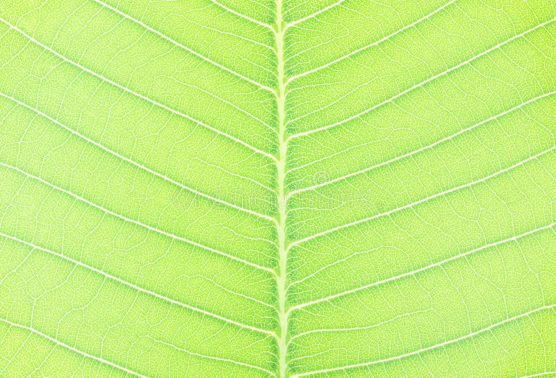 Closeup Surface Abstract Pattern at Fresh Green Leaf of Tree Textured ...