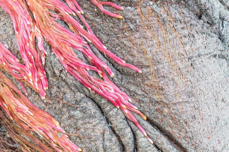 105 Weak Plant Root Stock Photos - Free & Royalty-Free Stock Photos ...