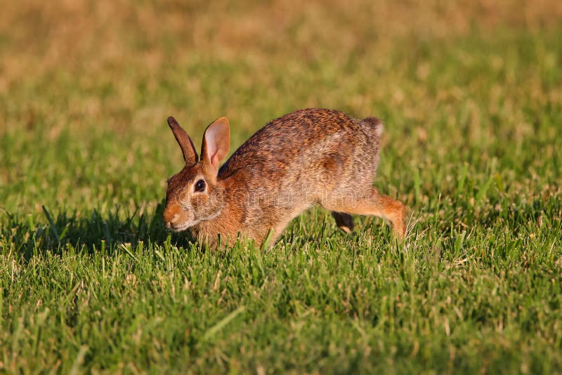 Closeup of a Swamp Binky Rabbit on a Green Lawn Stock Image - Image of ...