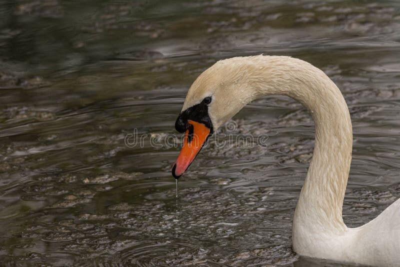 Closeup of a Swan Neck Swimming and Drinking Water Stock Image - Image ...