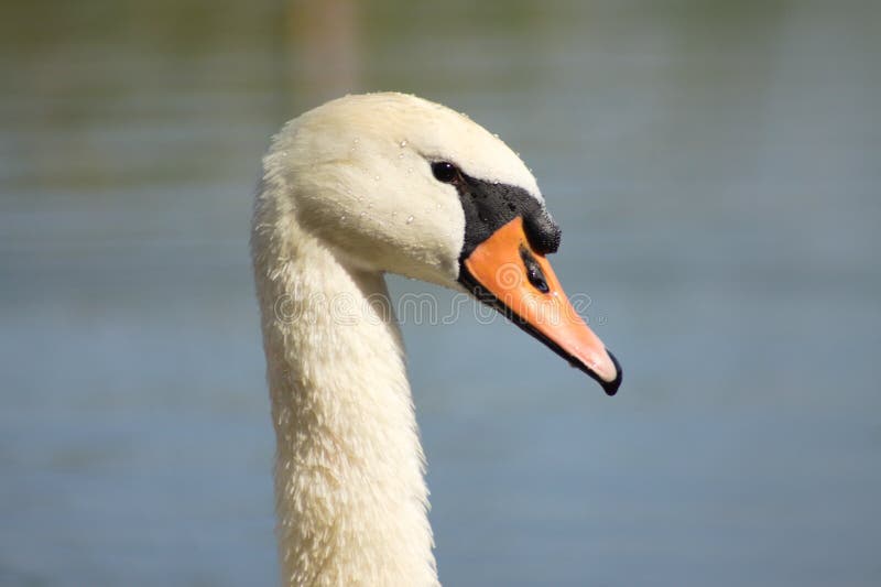 Swan in profile stock image. Image of wild, feathers - 26271235