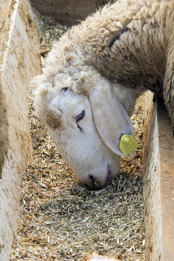 Sweet lamb stock photo. Image of life, cake, closeup - 16654986