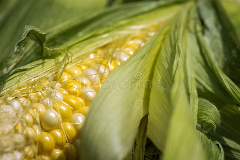 Closeup of Sweet Yellow Corn in Husk Stock Image - Image of fuel, farm ...