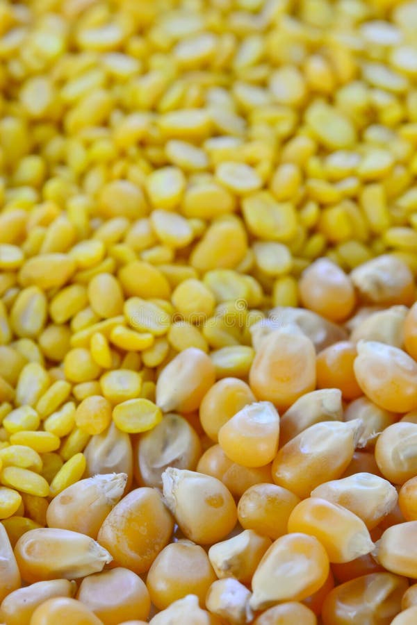 Closeup of Sweetcorn Seeds and Split Yellow Mung Beans Stock Image ...