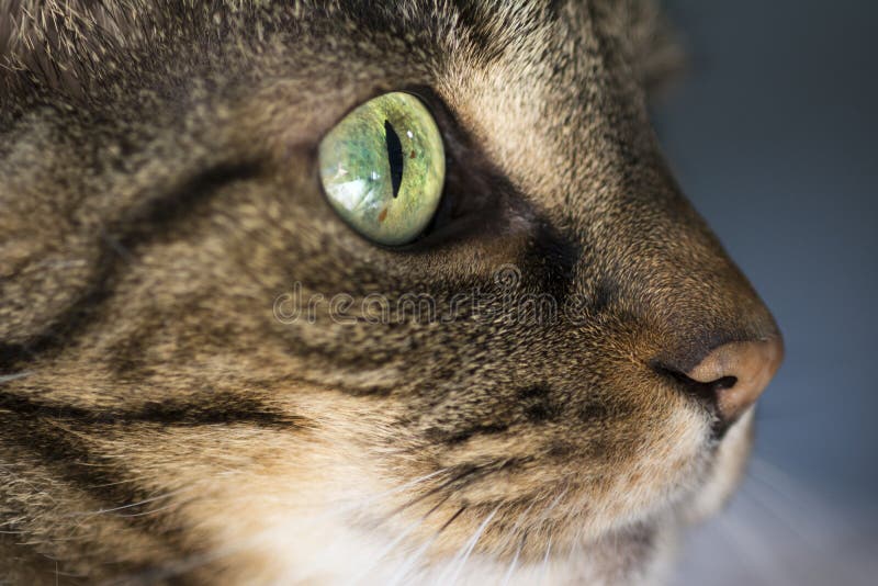 Closeup of Tabby Cat Face Profile Stock Photo - Image of cute, mammal ...