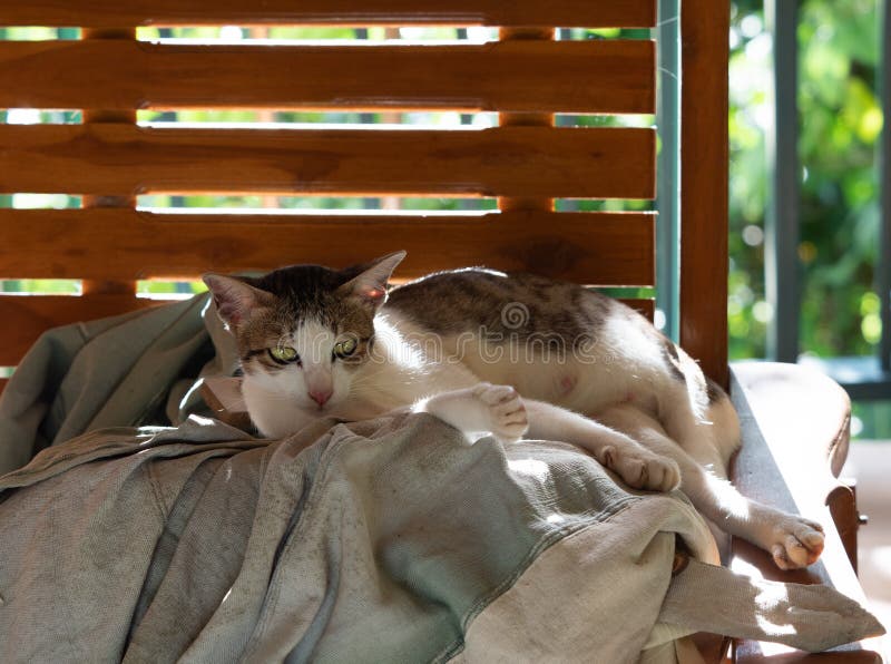 Close Up Tabby Cat Lie Down on a Fabric on the Chair Stock Image ...