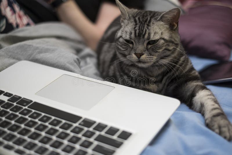 Cat looking at computer stock photo. Image of sofa, lifestyles - 174013100