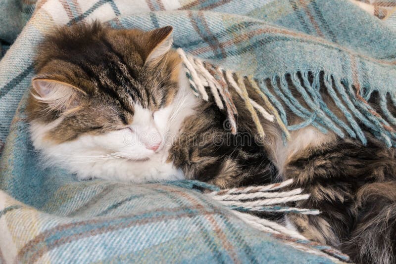 Tabby Cat Sleeping in Light Blue Tartan Wool Blanket Stock Image ...