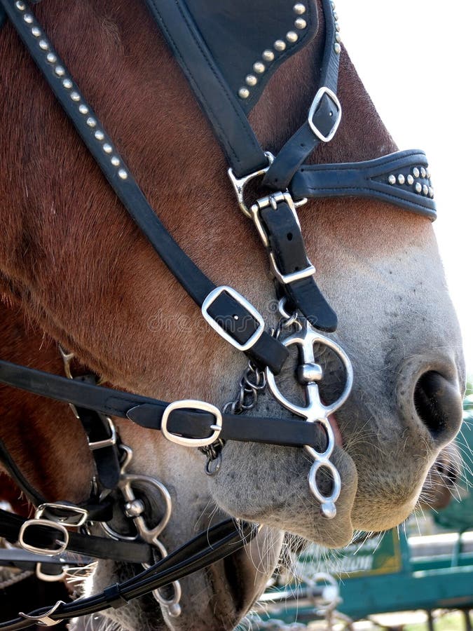 Closeup of Tack on Draft Mules Stock Image - Image of steel, draft ...