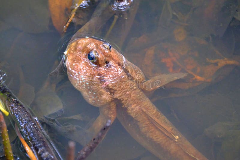 Closeup of a Tadpole Swimming on the Surface of a Pond Stock Image ...
