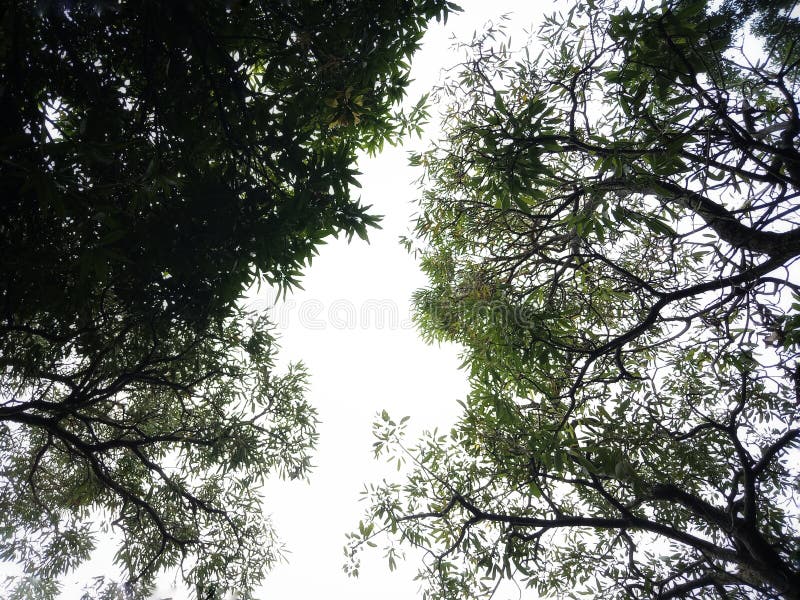 Closeup of Tall Branching Tree Leaves in the Wild Stock Photo - Image ...