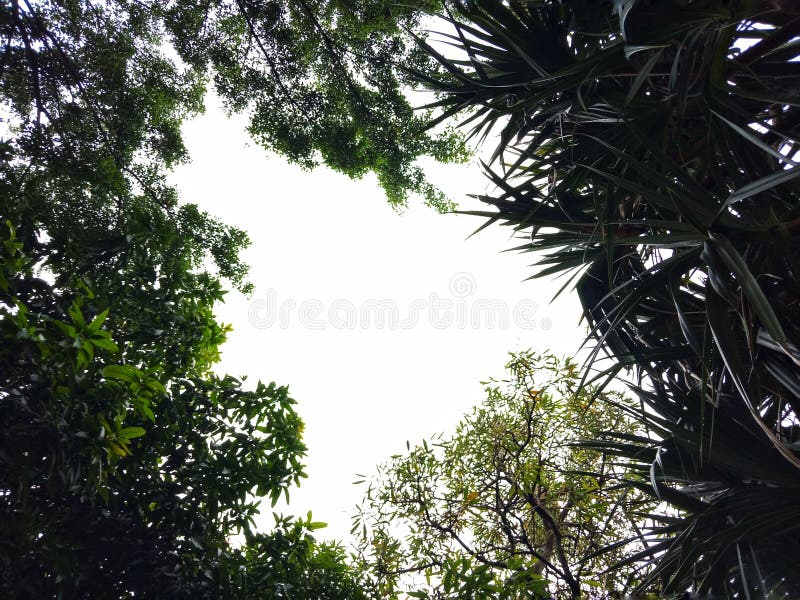 Closeup of Tall Tree Leaves in the Wild Stock Image - Image of ...