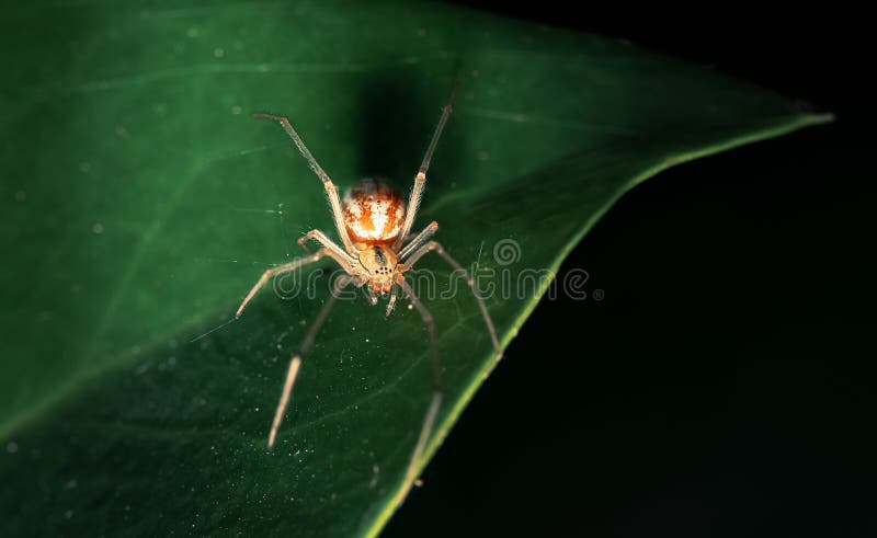 Tangle Web spider 1 stock image. Image of southern, arthropods - 47324969