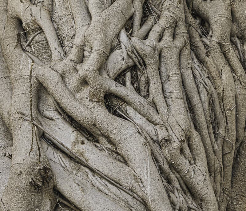 Closeup of a the Tangled Trunk on a Large Banyan Tree Stock Photo ...