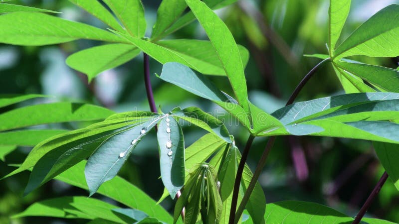 Closeup of Tapioca Plant Leaves with Water Drops Stock Photo - Image of ...