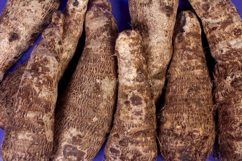 Closeup of Taro Root Vegetable, Eddo Malanga, Purple Background Stock ...