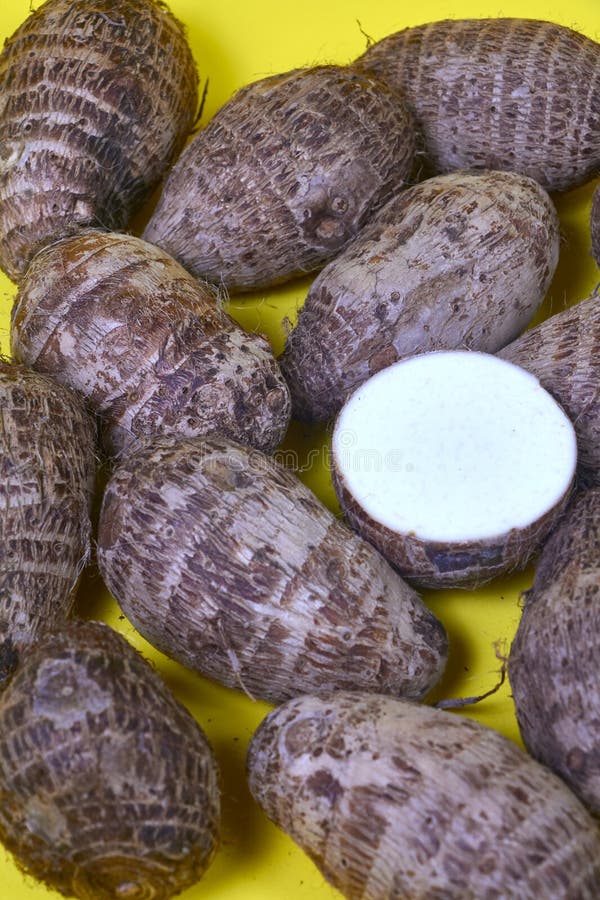 Closeup of Taro Root Vegetable, Eddo Malanga, Yellow Background Stock ...