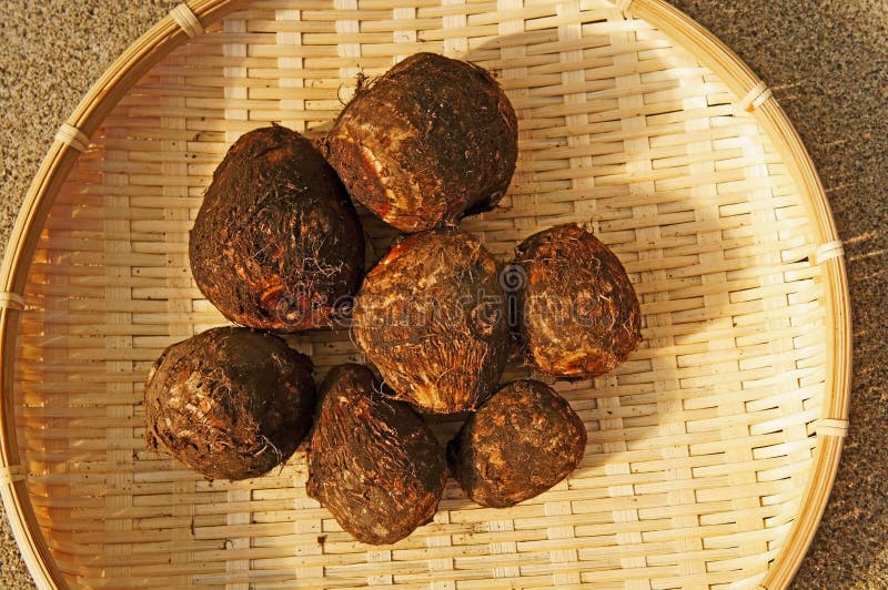 Fresh Harvested, Satoimo Taro. Stock Photo - Image of white, vegetable ...