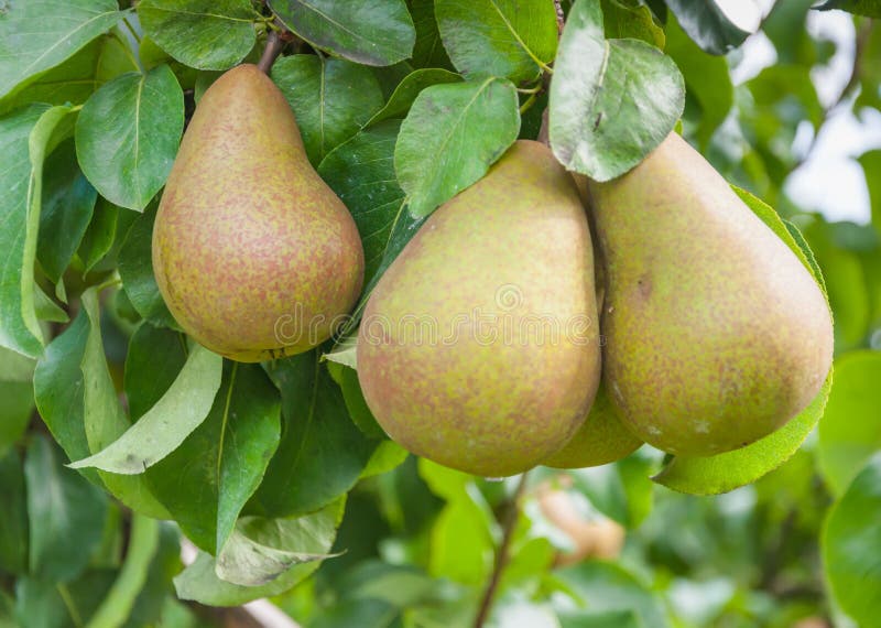 Closeup of Tasty Pears Hanging on a Tree Stock Image - Image of farm ...