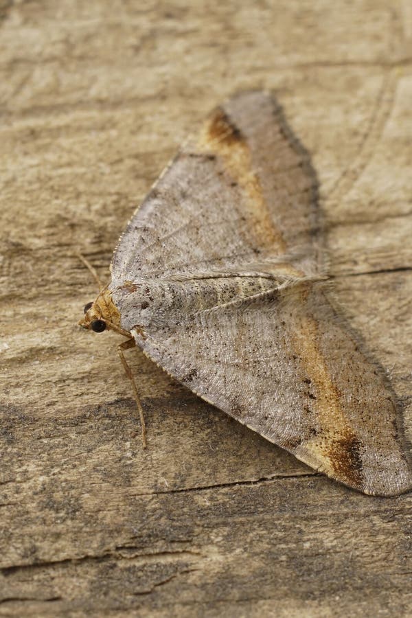 Closeup on a Tawny-barred Angle Geometer Moth, Macaria Liturata, with ...