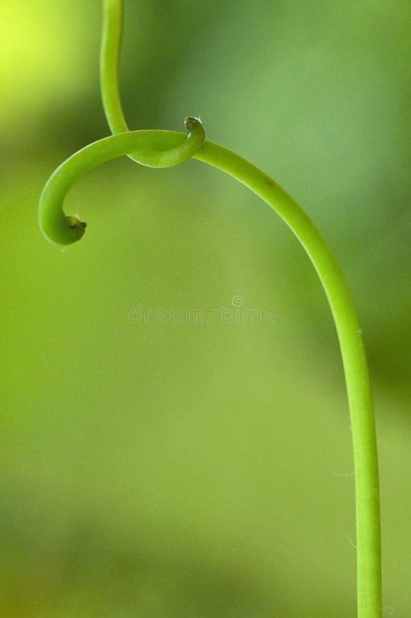 Closeup Tendrils Grape Vine Vitis Vinifera in Summer Stock Image ...
