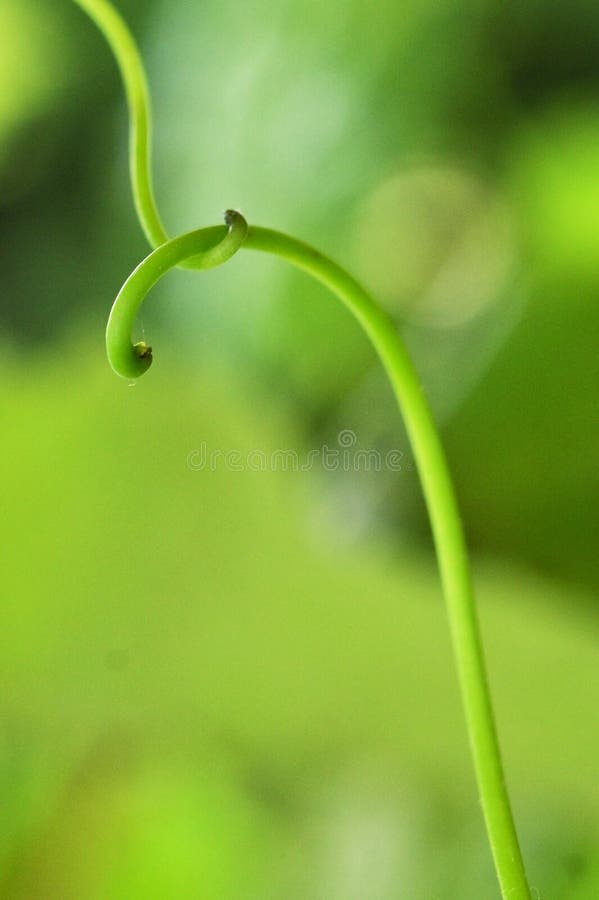 Closeup Tendrils Grape Vine Vitis Vinifera in Summer Stock Photo ...