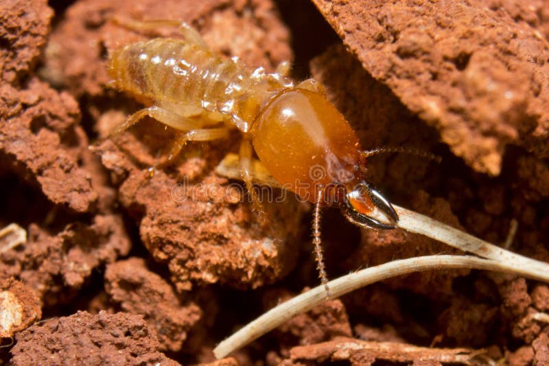 Closeup with the Termite Sand Home in the Garden Wooden. Penampang ...