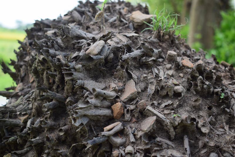 Top view of termite mound stock photo. Image of color - 29332688