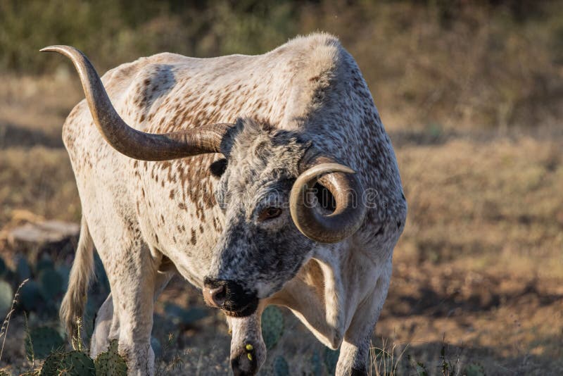 Closeup of a Texas Longhorn Standing on a Forest Park Stock Photo ...